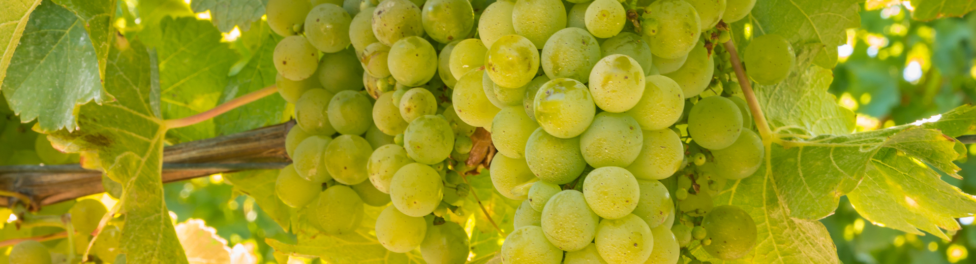 Buy Wine Online From Award-Winning Wine Merchants Stone Vine & Sun