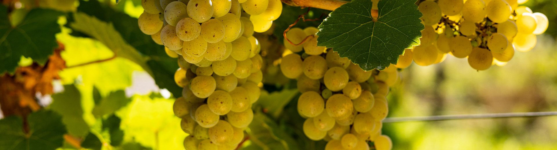 Buy Wine Online From Award-Winning Wine Merchants Stone Vine & Sun