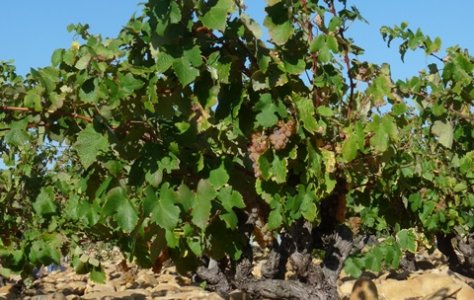 Rhone wines, Stone, Vine & Sun